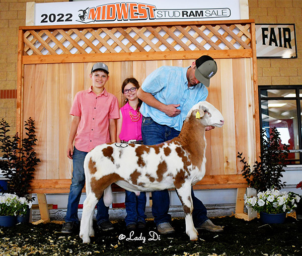 Sturdy Post Ranch | Katahdins | Sheep For Sale