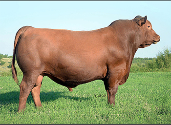 Sturdy Post Ranch | Red Angus Sires